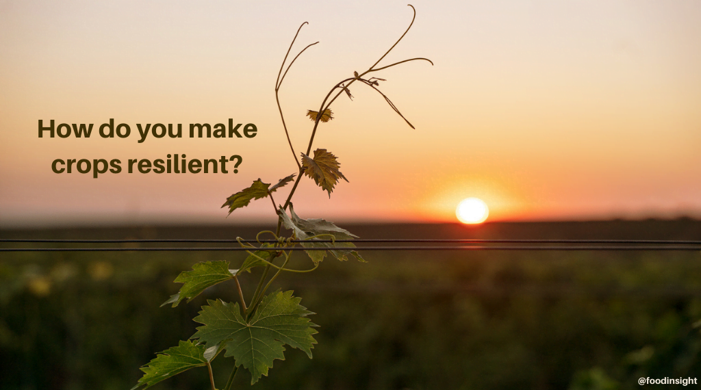 What Are Resilient Crops? - IFIC