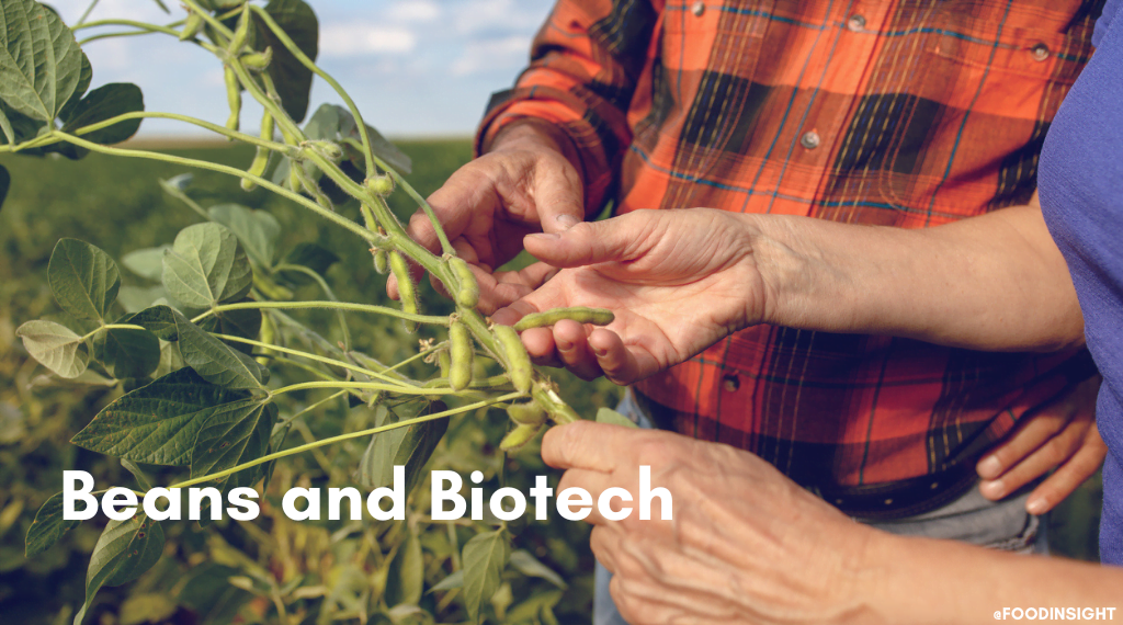 Genetically Modified Soybeans Process
