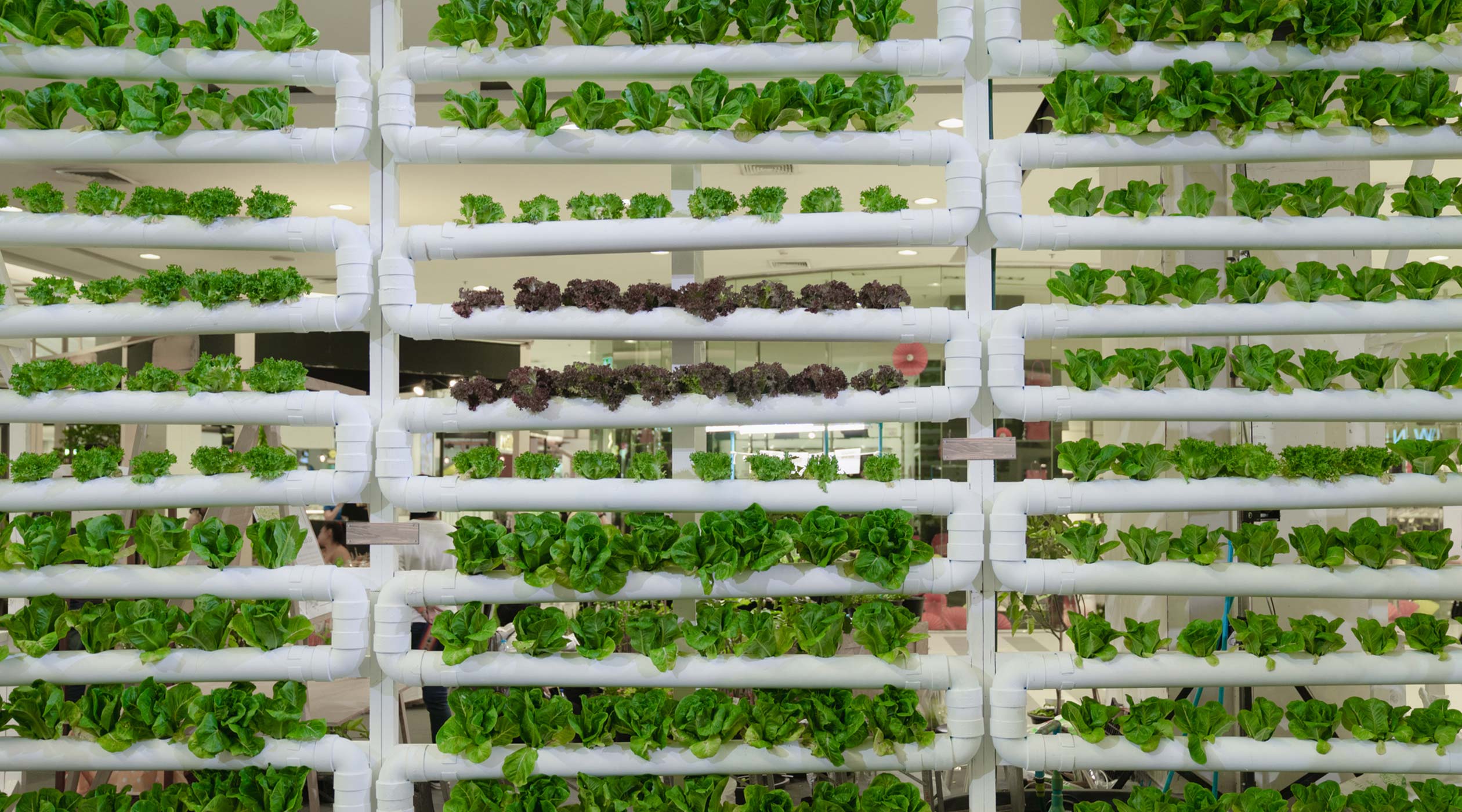 Sustainable Food Systems - IFIC
